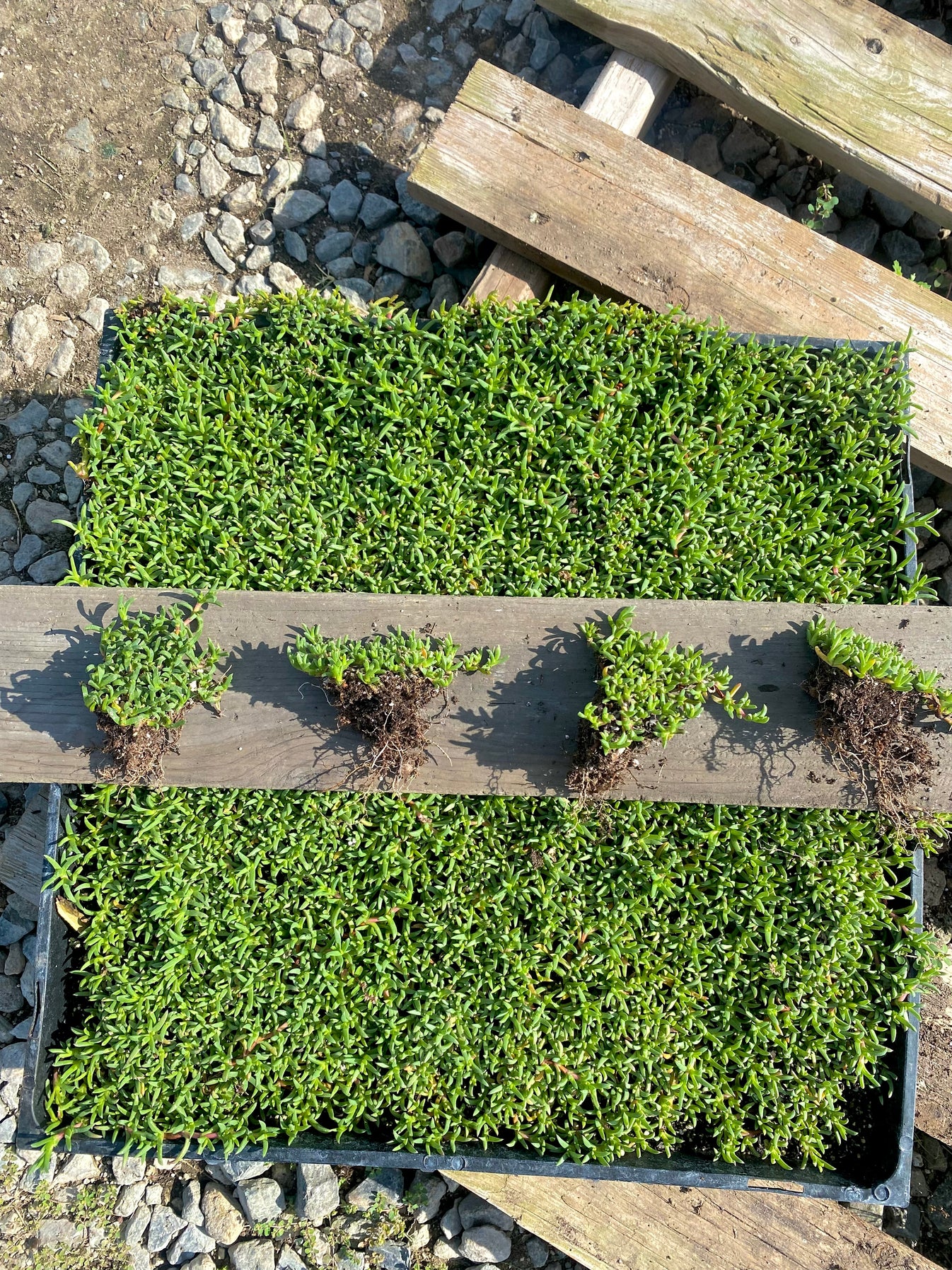 Ruschia Lineolata - Dwarf Carpet of Stars - PPAF – Cristina's Garden